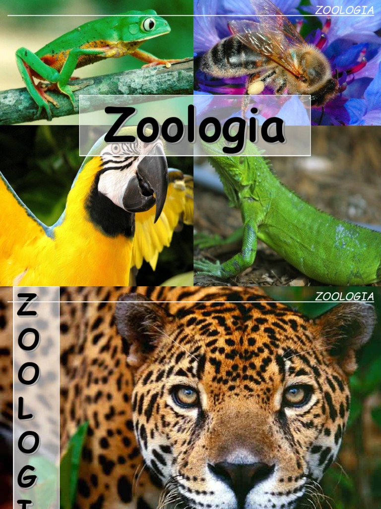 Guia Completo de Zoologia para Vestibular | PDF | Moluscos | Vertebrados