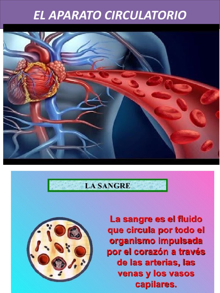 Aparato Circulatorio Sangre | PDF | Leucocito | Sangre Aparato Circulatorio Sangre | PDF | Leucocito | Sangre