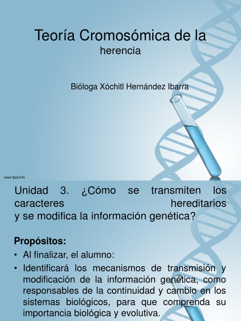 Teoría Cromosómica de La Herencia | PDF | Herencia | Cromosoma