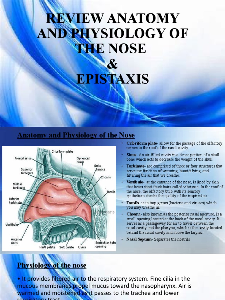 Anatomy, Physiology, and Epistaxis Overview | PDF | Human Nose | Bleeding