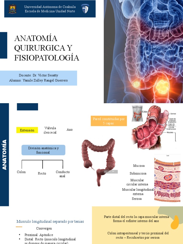 Anatomia y Fisiologia de Colon | PDF | Recto | Intestino grueso