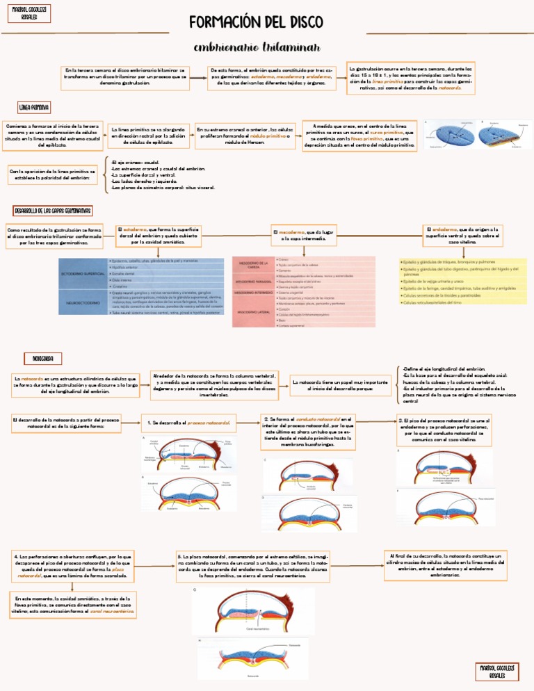 Esquema formación disco trilaminar | PDF | Biología del desarrollo ...