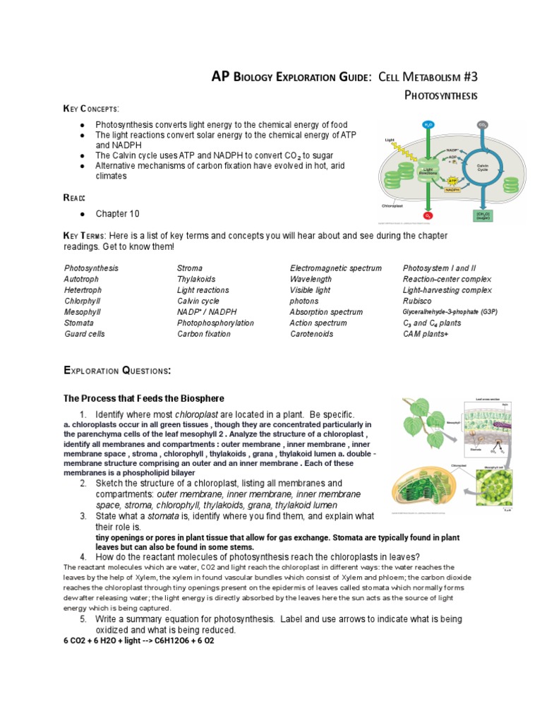 AP Biology Exploration Guide - Cell Metabolism #3 | PDF ...