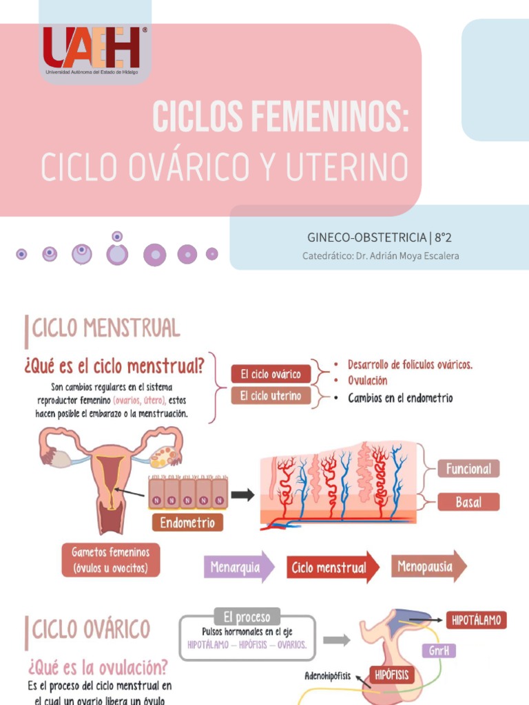 Ciclos Femeninos PDF | PDF