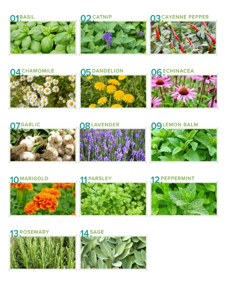 Medicinal Plant | PDF