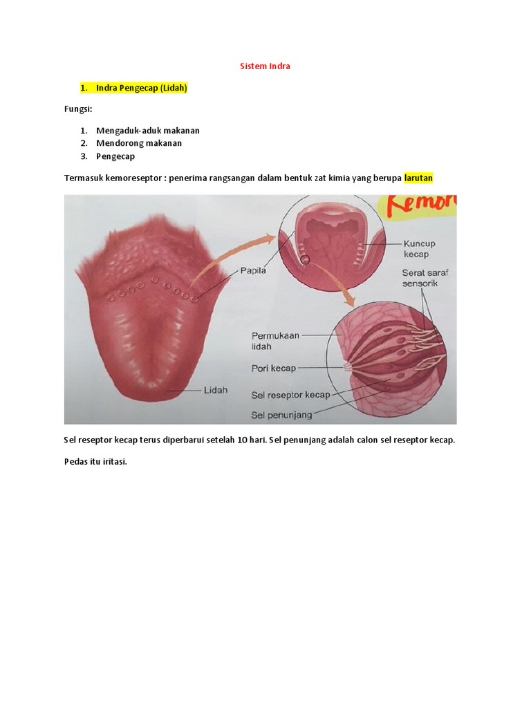 Struktur dan Fungsi Indra Pengecap Lidah | PDF