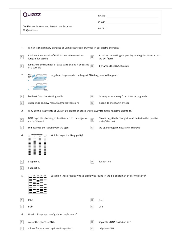 Gel Electrophoresis and Restriction Enzymes | PDF | Gel Electrophoresis ...