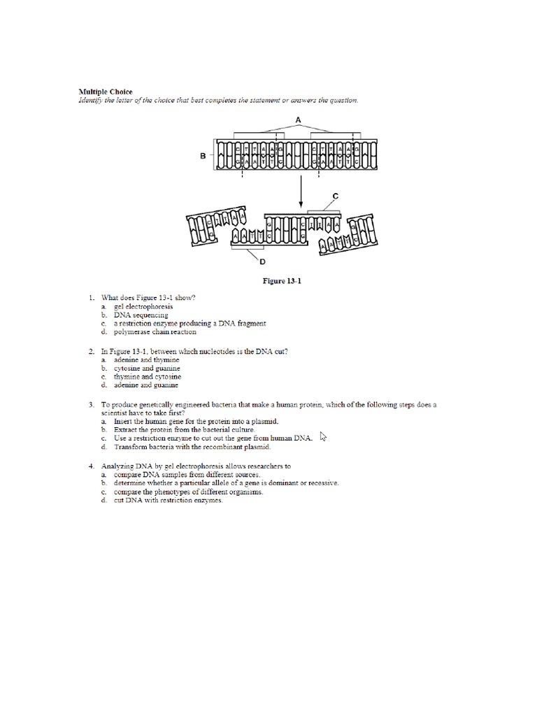 Gele Elctro-Geen Cloning Questions | PDF Gele Elctro-Geen Cloning Questions | PDF