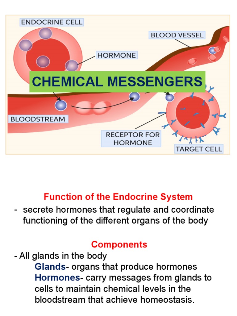 Chemical Messenger Physiology Pdf Hormone Growth Hormone
