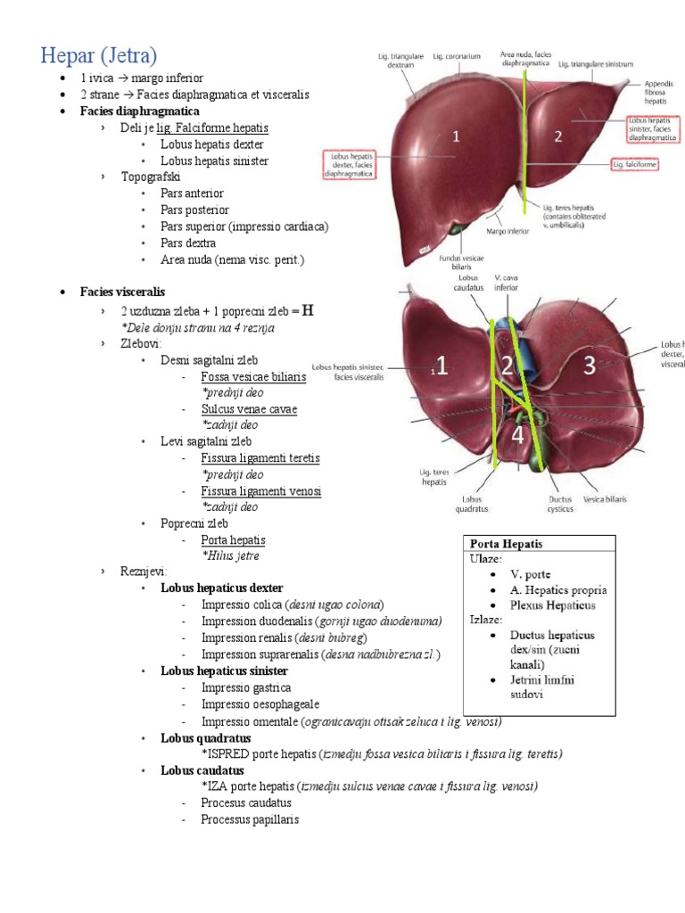 Anatomija Hepar | PDF