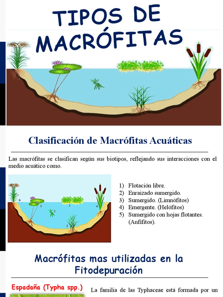 Clasificación y Control de Macrófitas | PDF | Agua | Plantas