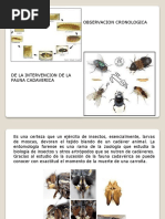 Fauna Cadavérica Pdf Descomposición