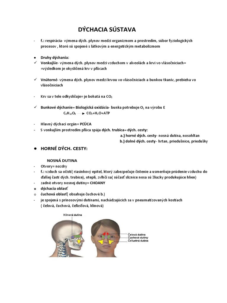 Dýchacia Sústava | PDF