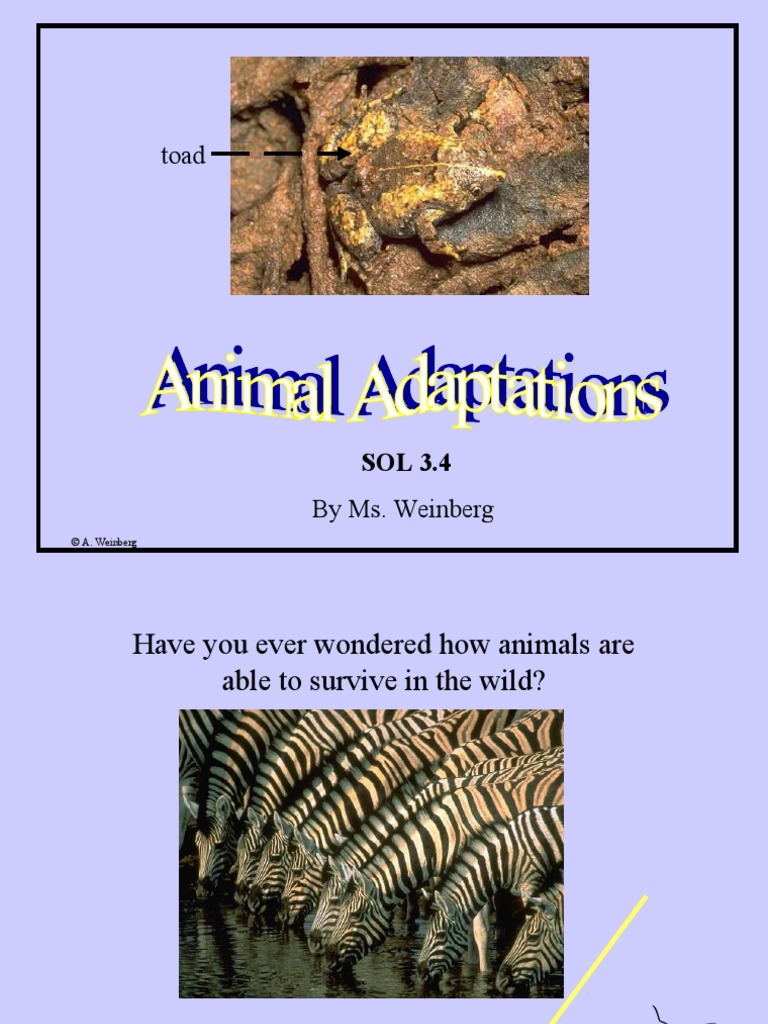 Animal Adaptations | PDF | Adaptation | Zoology