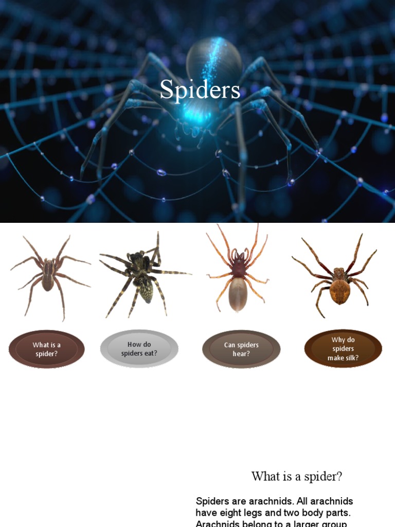 Presentation about spiders .pptx | PDF | Spider | Arachnids