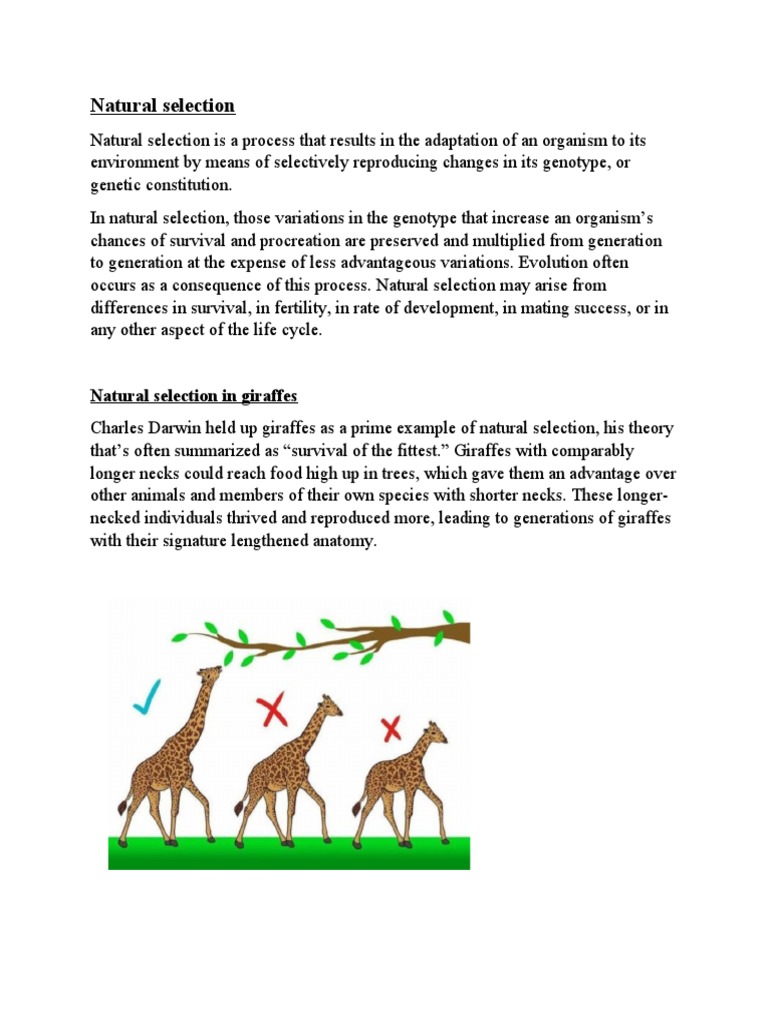 Biology Natural Selection Pdf Natural Selection Sheep