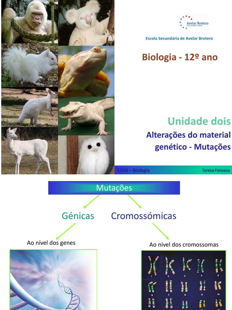 6 Mutações Pdf Cromossomo Meiose