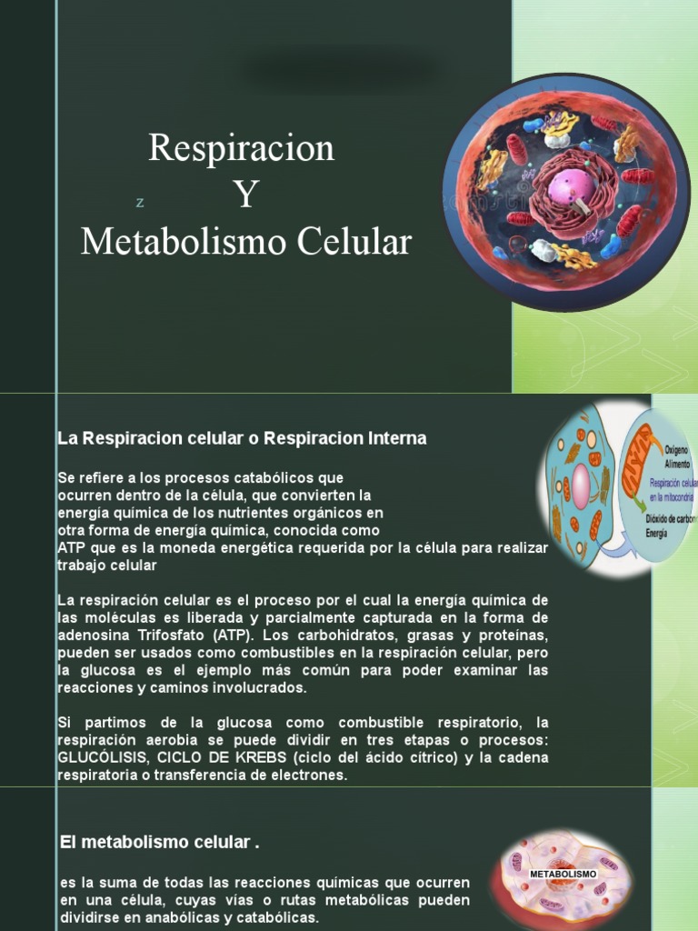 Respiracion y Metabolismo Celular | PDF | Respiración celular | Trifosfato de adenosina