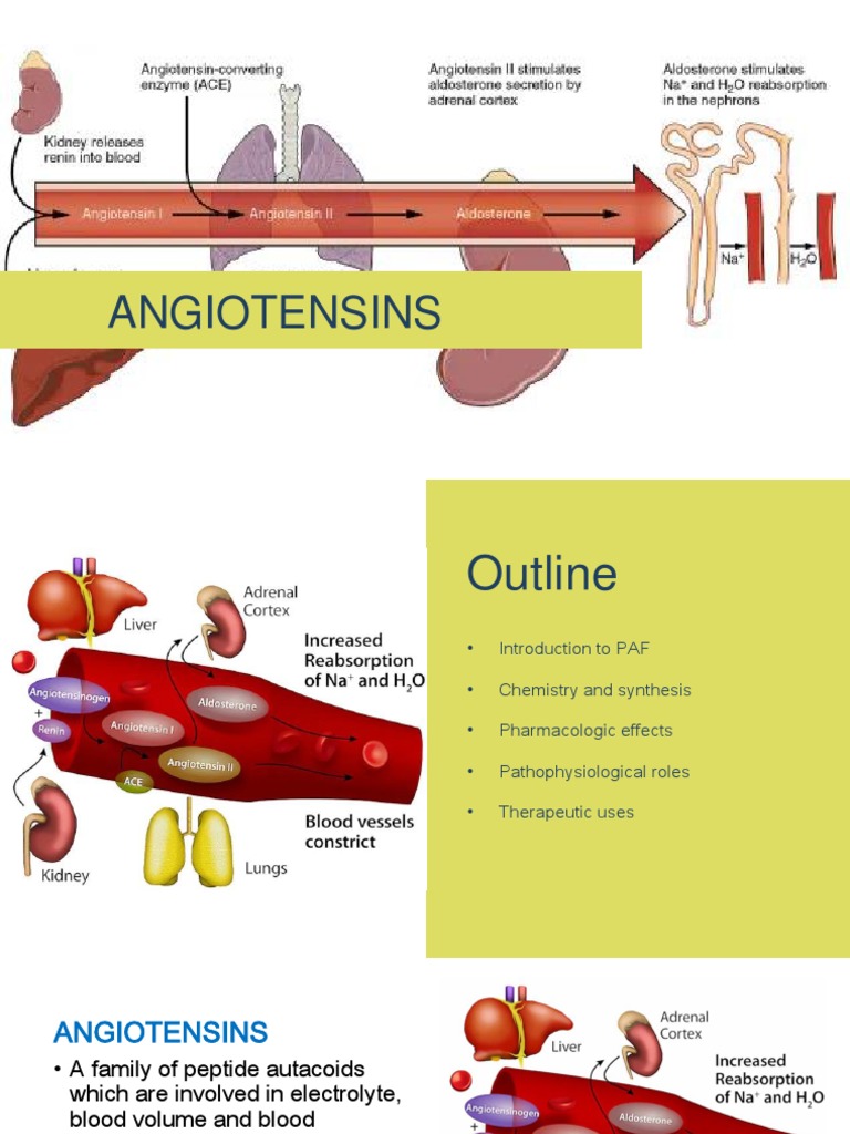 3.9. Angiotensins'' | PDF | Angiotensin | Angiology