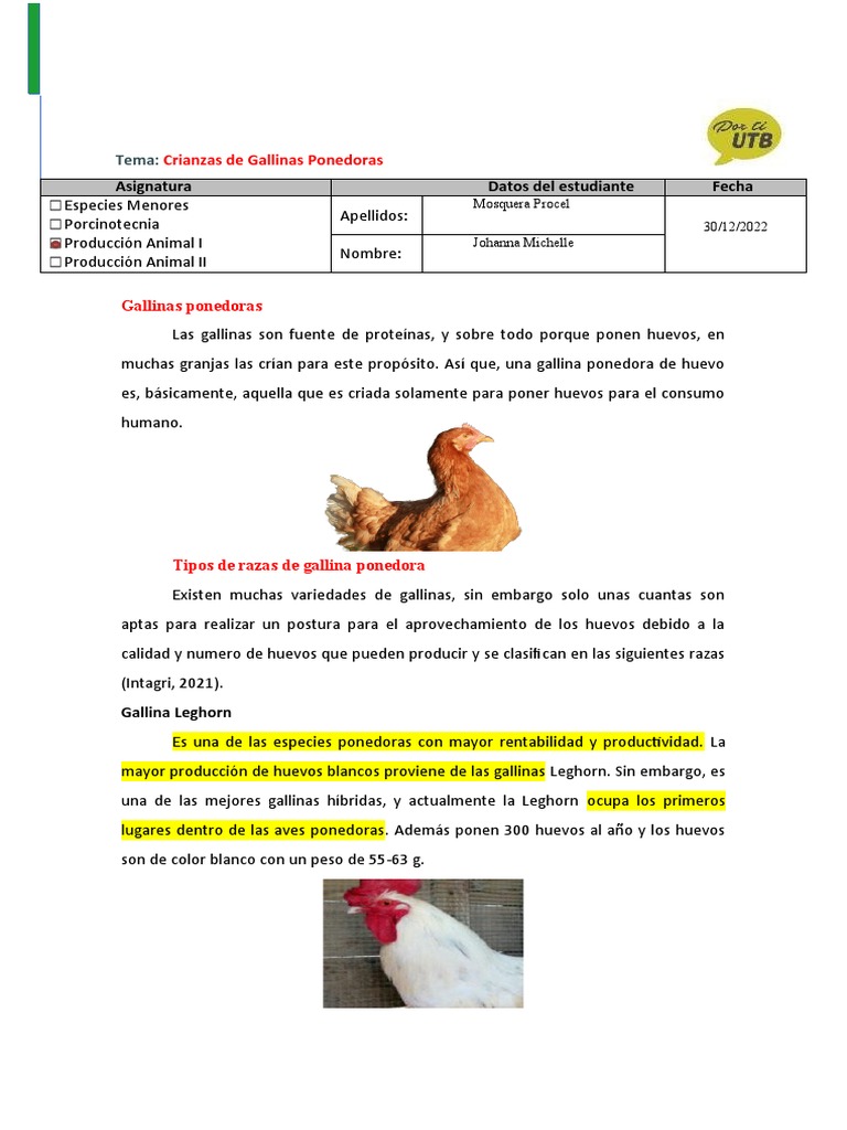 Crianza de Gallinas Ponedoras | PDF | Pollo | Huevo como alimento