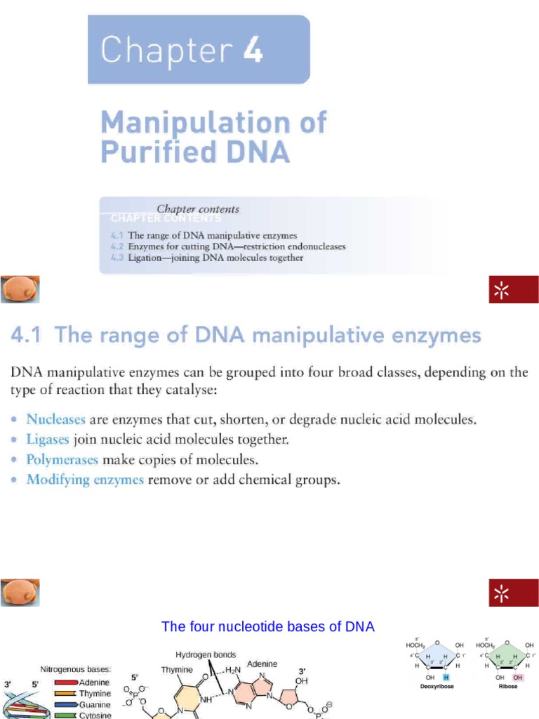 Ch04 Manipulation of Purified DNA 2023 | PDF | Restriction Enzyme | Biology