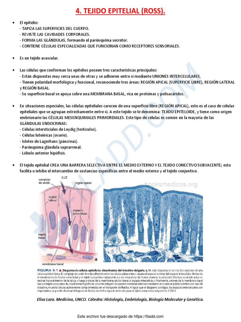 TEJIDO EPITELIAL ROSS | PDF | Epitelio | Piel