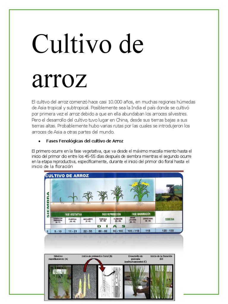 Cultivo de Arroz | PDF | Arroz | Agricultura
