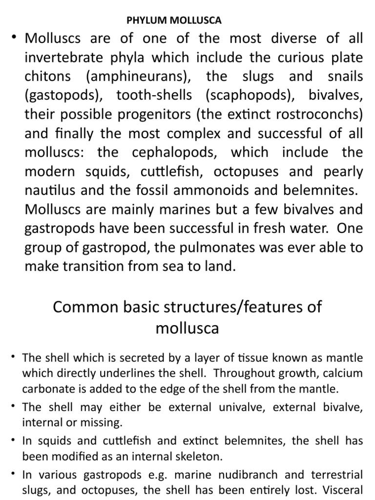 Overview of Phylum Mollusca | PDF | Mollusca | Bivalvia