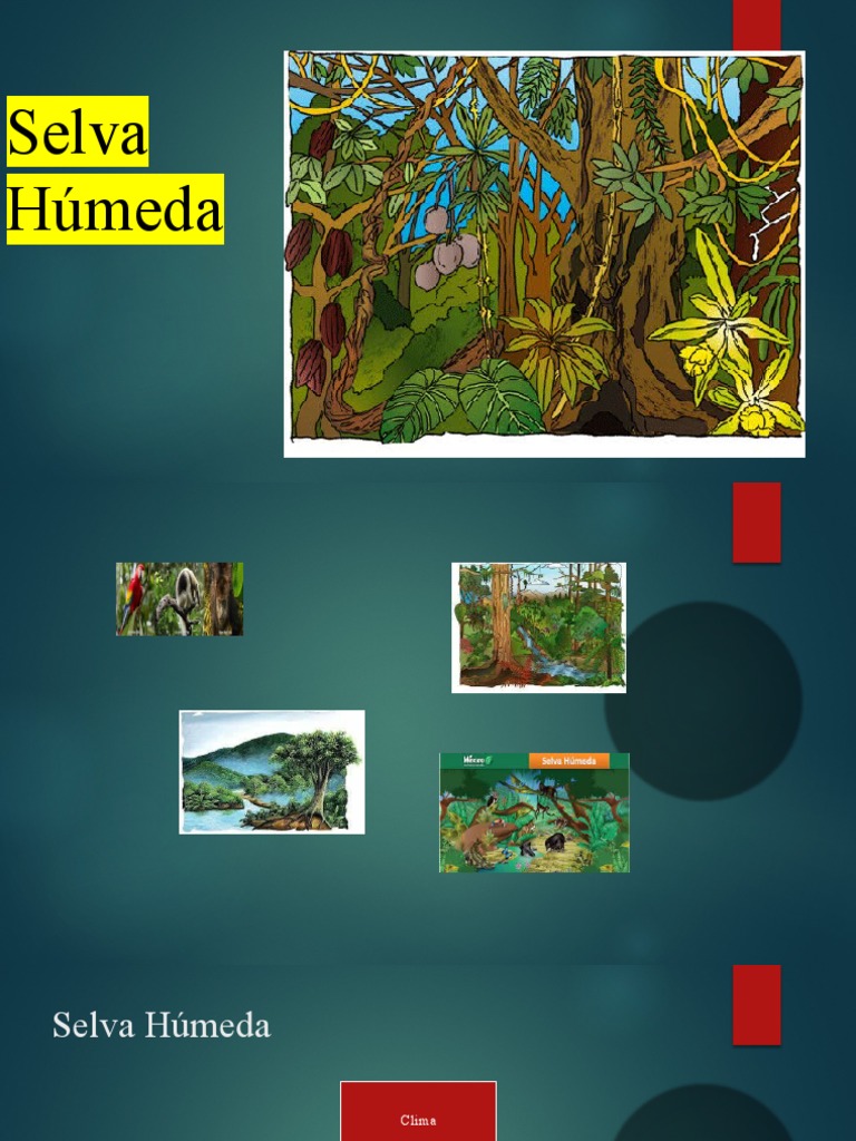 Selva Húmeda Recursos R | PDF | Selva | Suelo