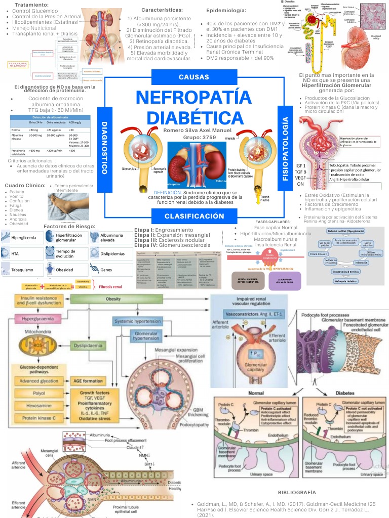 Nefropatía Diabética | PDF | Diabetes | Especialidades Medicas