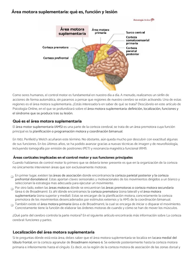 Área motora suplementaria_ qué es, función y lesión | PDF | Lóbulo ...