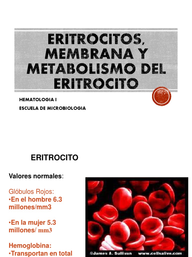 Membrana Eritrocito, Metabolismo | PDF | Glóbulo rojo | Glucólisis
