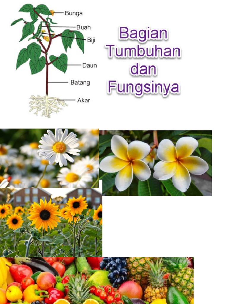Bagian Bagian Pohon | PDF