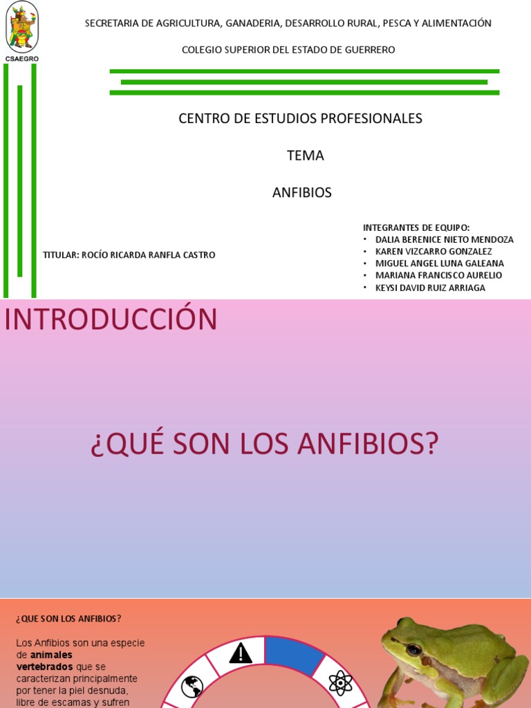 Anfibios Presentacion | PDF | Anfibio | Branquia