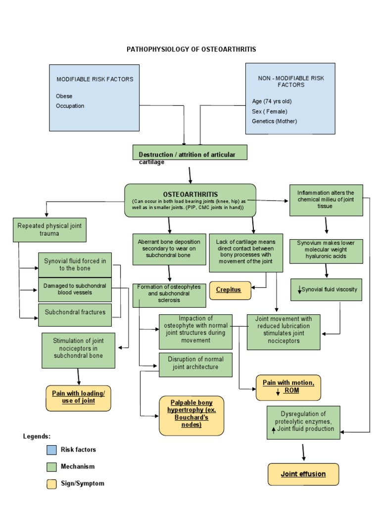 Osteoarthritis Pathophysiology Explained | PDF | Bone | Osteoarthritis