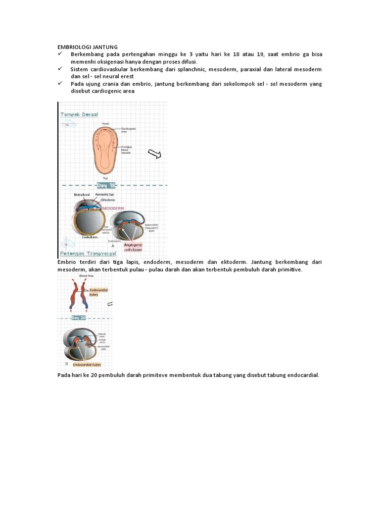 EMBRIOLOGI JANTUNG | PDF