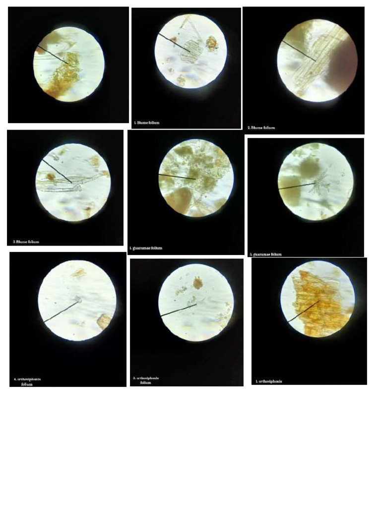 Folium PDF | PDF