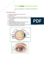 Conjuntiva y Esclera | PDF | Epitelio | Anatomía