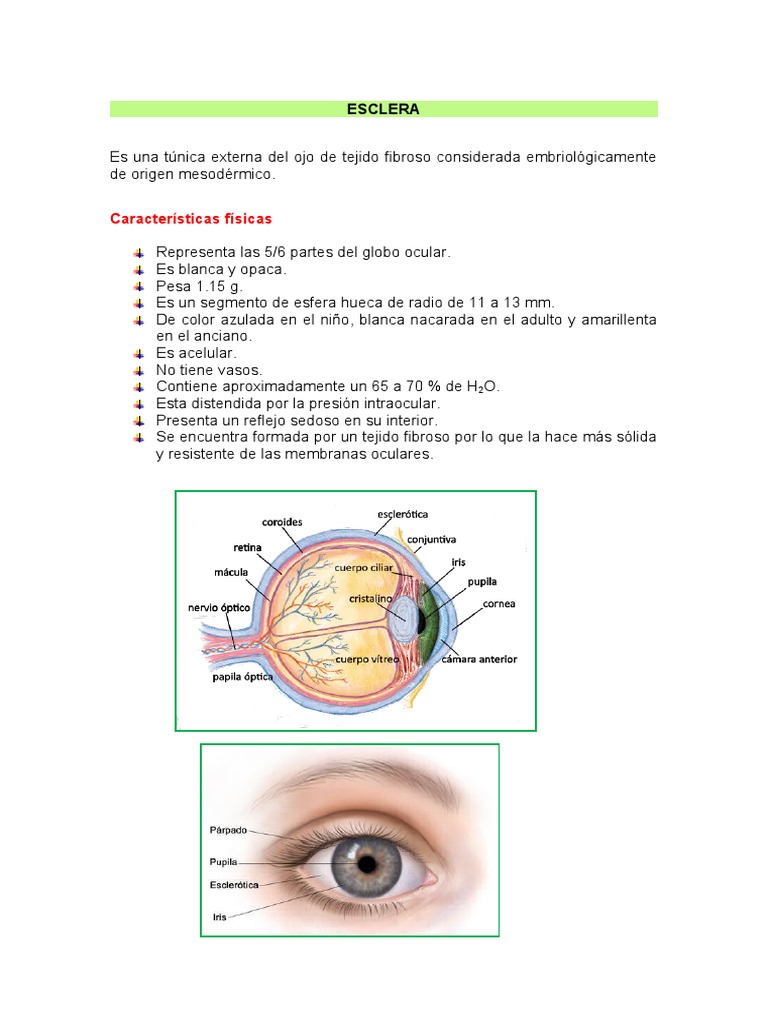 ESCLERA | PDF | Ojo humano | Córnea