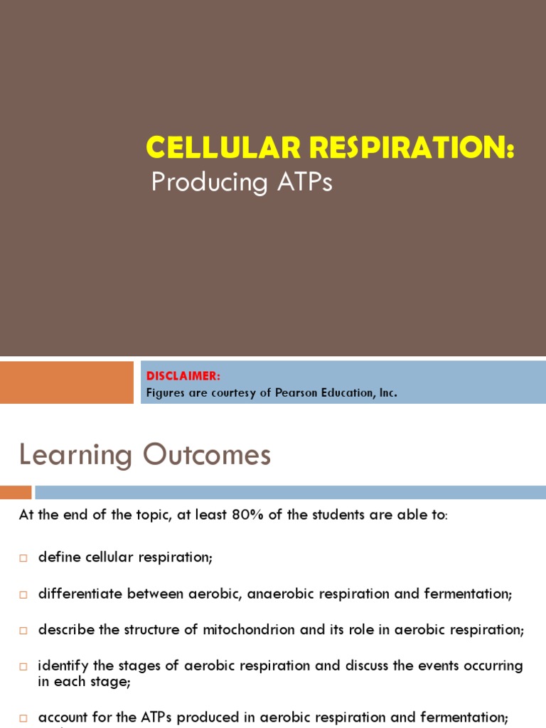 Cellular Respiration | PDF | Cellular Respiration | Adenosine Triphosphate