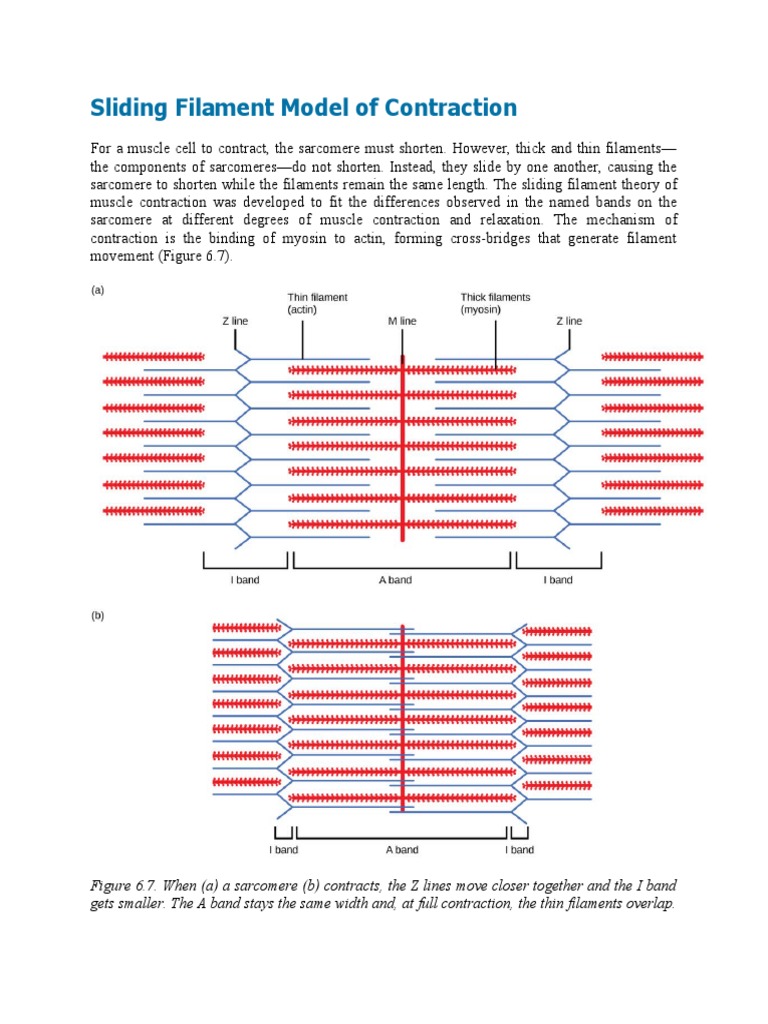 Sliding Filament Model of Contraction | PDF | Muscle Contraction | Actin