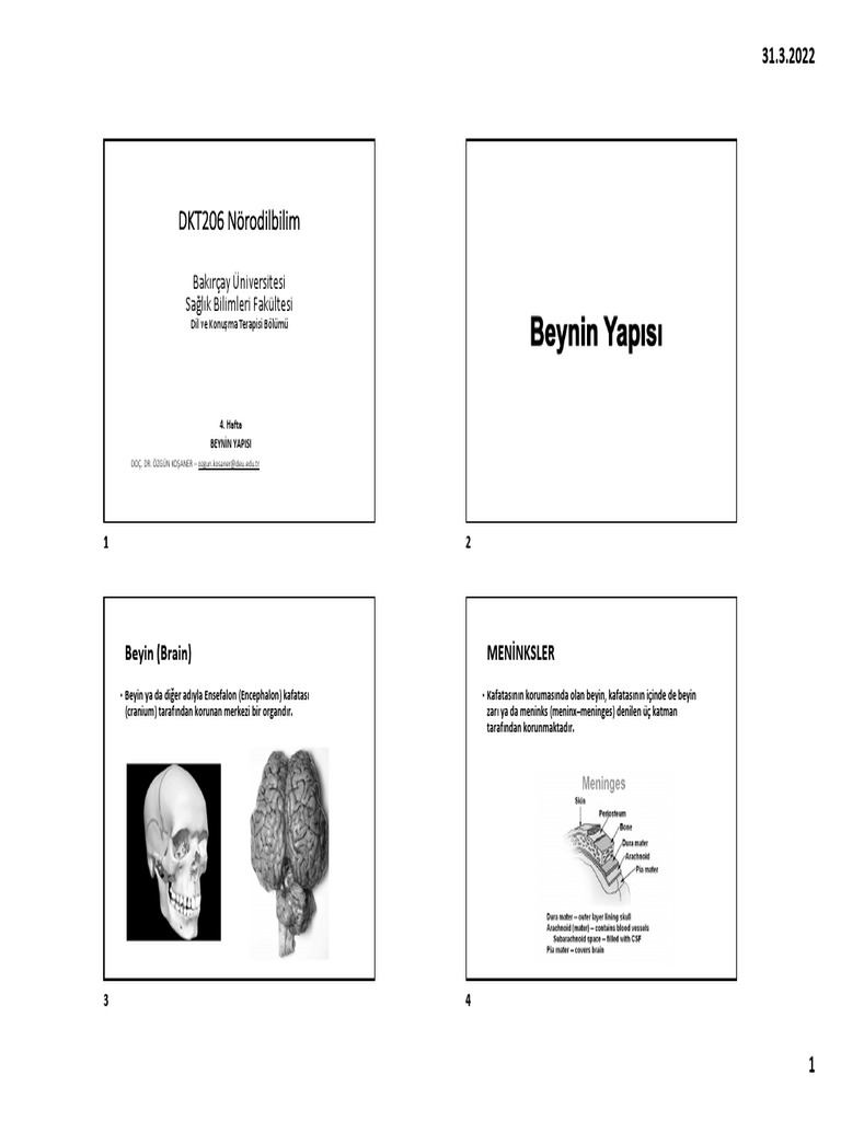 DKT206 - Norodilbilim - 4. Hafta PDF | PDF