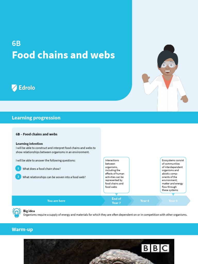 6B - Food - Chains - and - Webs - What Does It Show | PDF | Herbivore ...