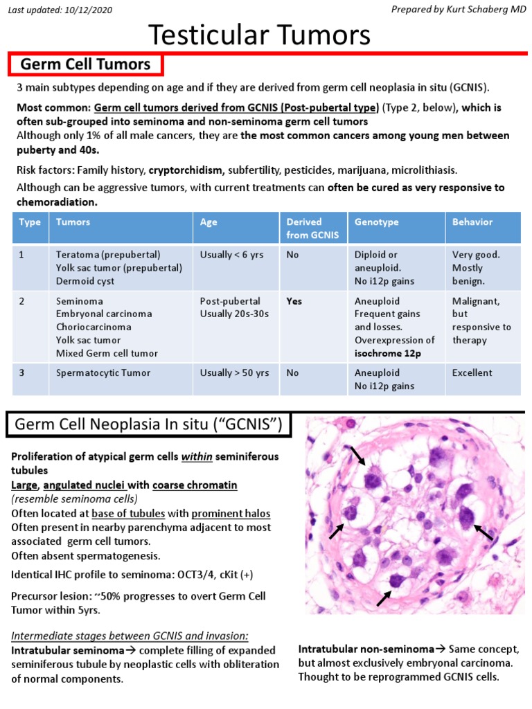 Testicular Tumors | PDF | Neoplasms | Epithelium