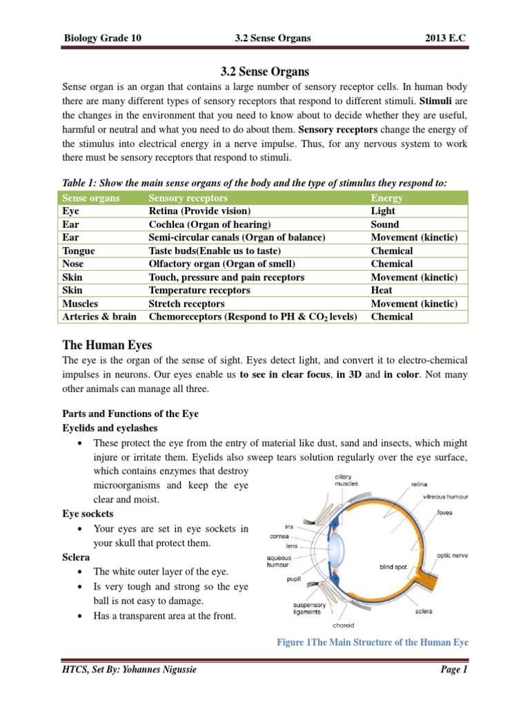 G-10 Biology, 3.2 Sense Organs | PDF | Ear | Senses
