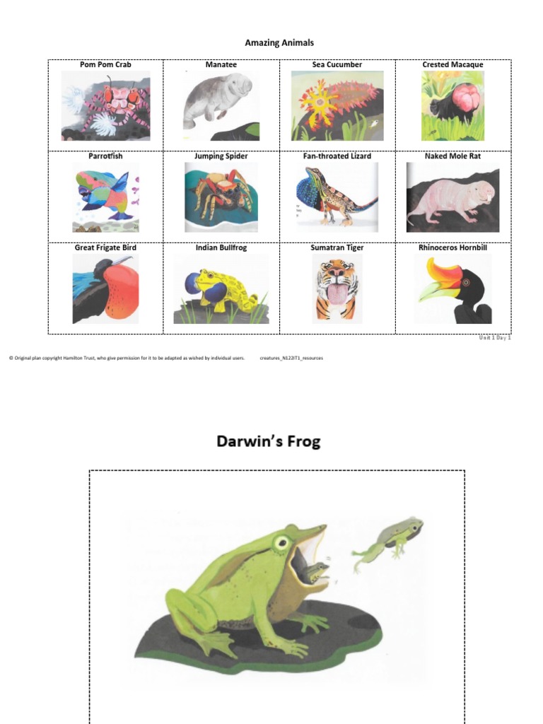 Creatures N122IT1 Resources | PDF | Frog | Predation