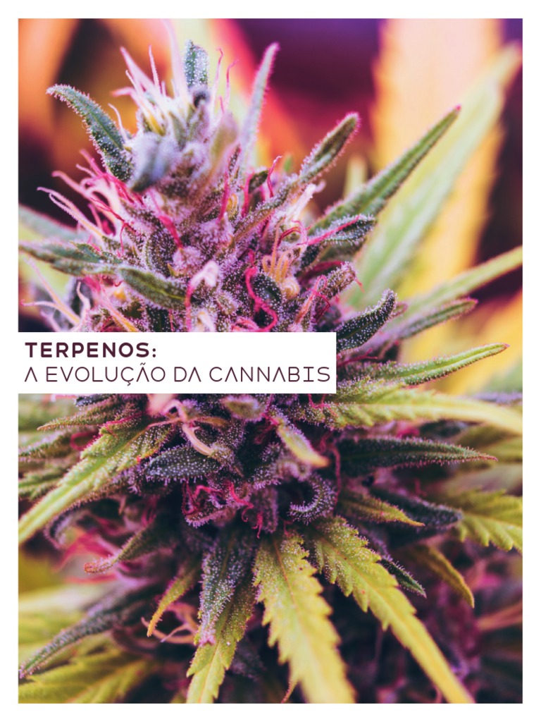 E Book Terpenos A Evolução Da Cannabis Pdf Cannabis Droga Perfume