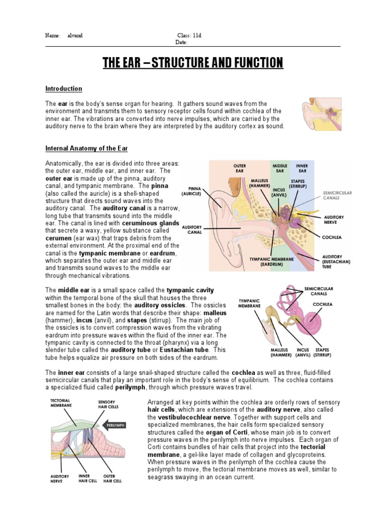 WS - Ear Structure and Function WORD | PDF | Ear | Hearing