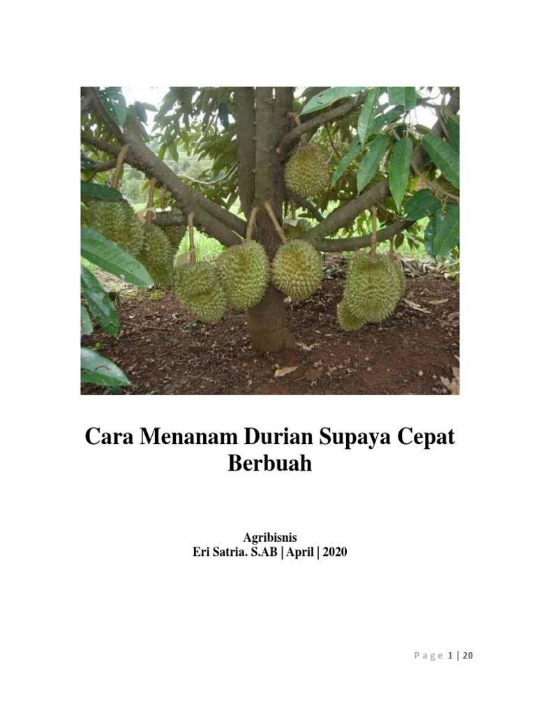 Cara Menanam Durian Supaya Cepat Berbuah | PDF