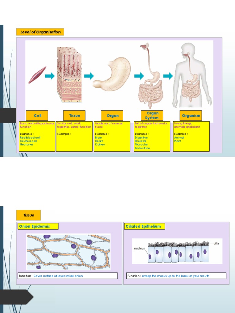 1.4 Cells, Tissues and Organs | PDF